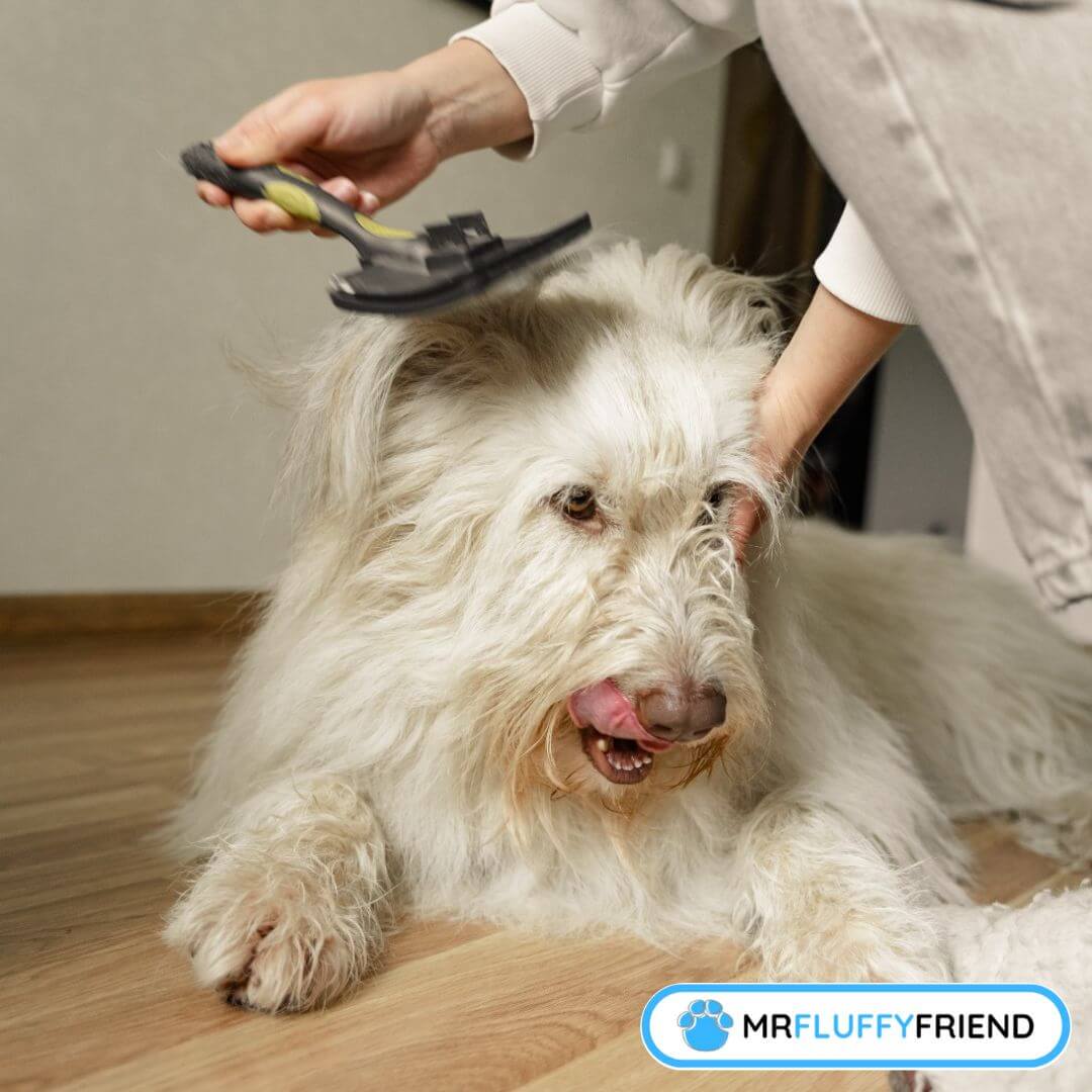 Cómo Acicalar a tu Perro en Casa – MrFluffyFriend™ España